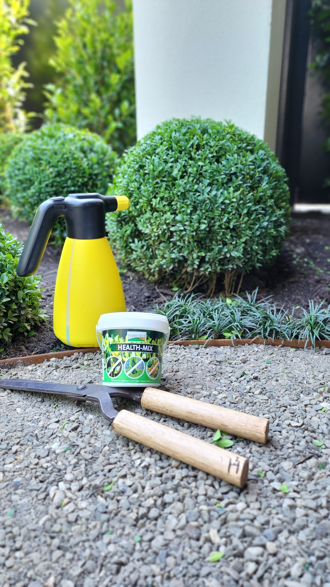 Best Buxus Fertiliser Australia | English Box | TOPBUXUS – topbuxus au