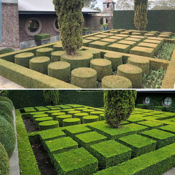 Best Buxus Fertiliser Australia | English Box | TOPBUXUS – topbuxus au