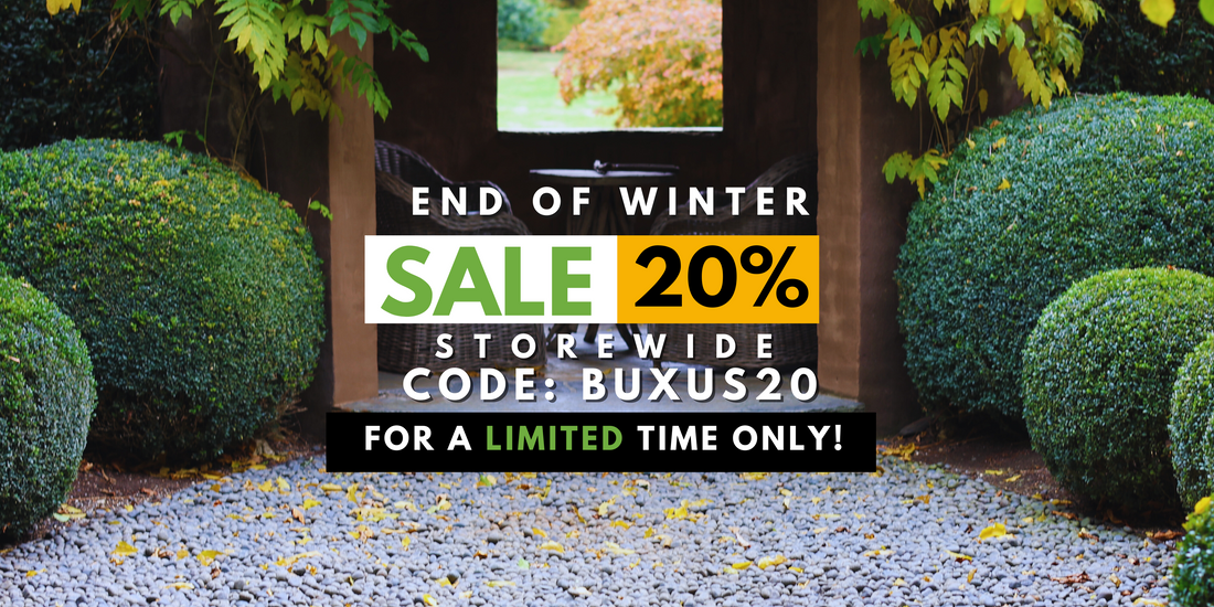 Best Buxus Fertiliser Australia | English Box | TOPBUXUS – topbuxus au