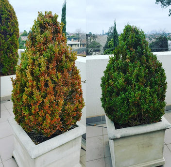 Best Buxus Fertiliser Australia | English Box | TOPBUXUS – topbuxus au