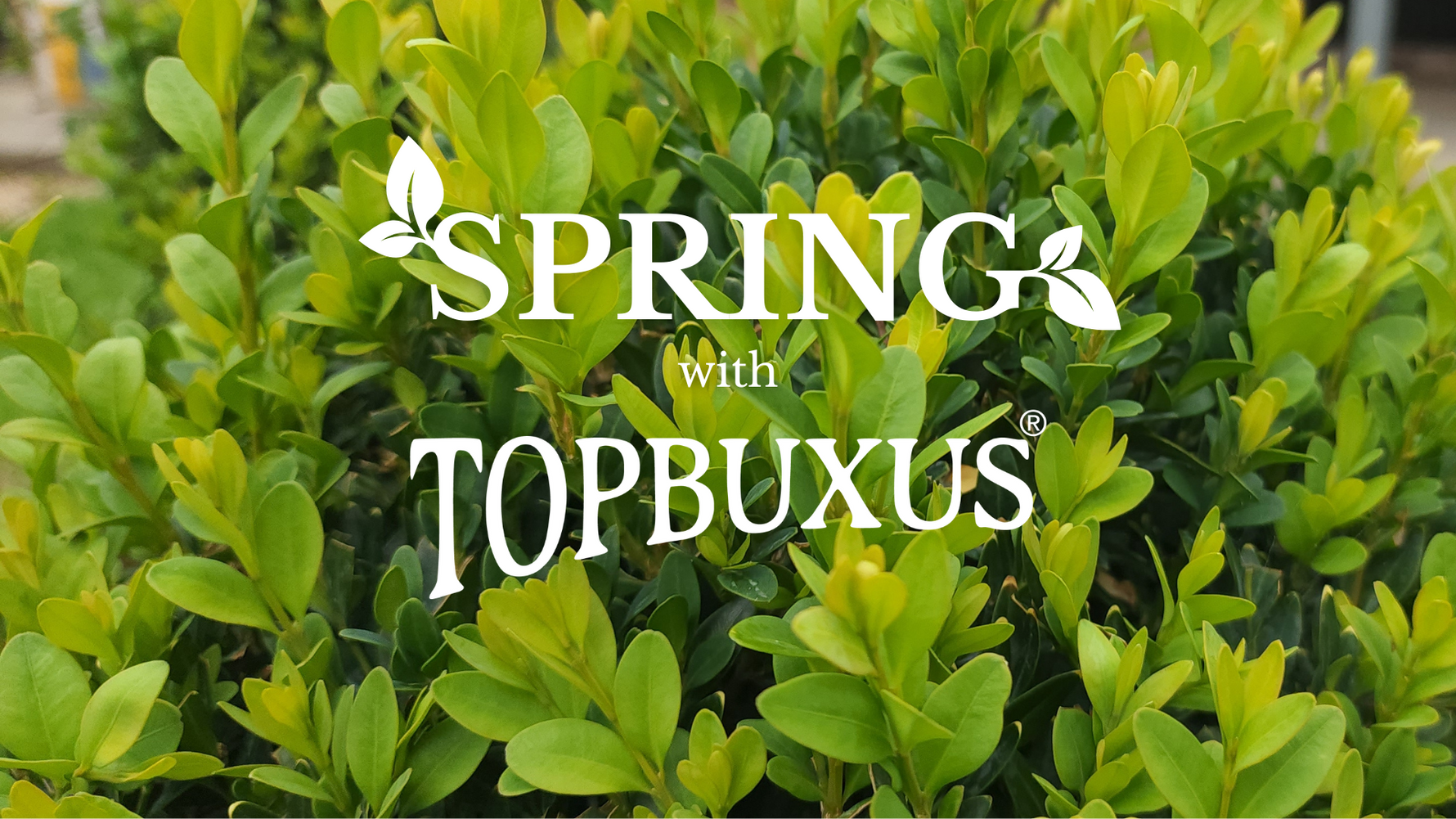 Best Buxus Fertiliser Australia | English Box | TOPBUXUS – topbuxus au