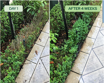 Best Buxus Fertiliser Australia | English Box | TOPBUXUS – topbuxus au