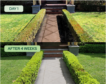 Best Buxus Fertiliser Australia | English Box | TOPBUXUS – topbuxus au