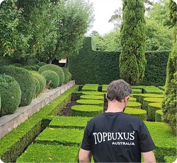 Best Buxus Fertiliser Australia | English Box | TOPBUXUS – topbuxus au